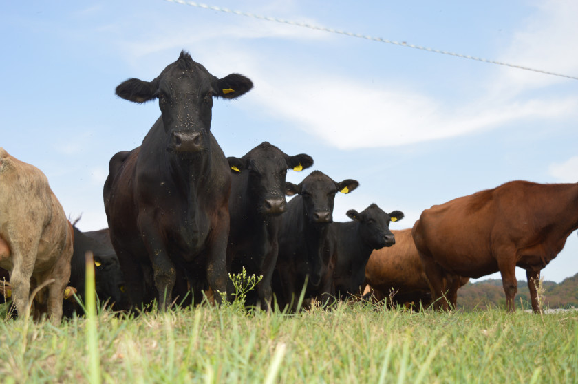 Family Package vom Angus Rind - Wachaubeef Familie Bitter - Bauernladen
