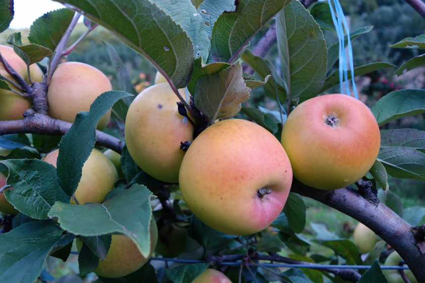 Apfelmost - Spezialitätenhof Eichmann - Bauernladen