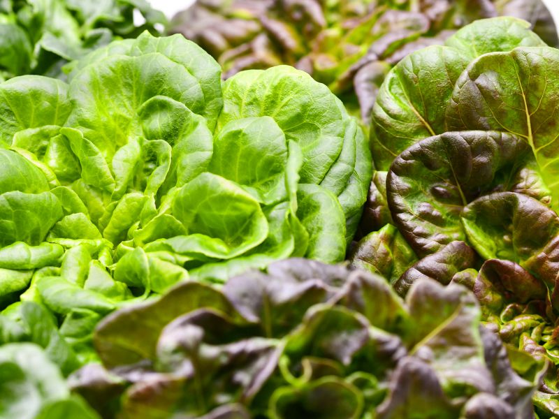 Living Salads - PhytonIQ - Bauernladen