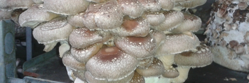 Shiitake - Pilzzucht Thomas Pfister - Bauernladen