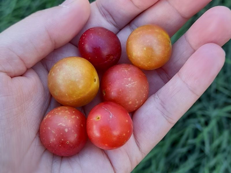 Rote Kriecherl (Kirschpflaume) - Anni's Köstlichkeiten - Bauernladen