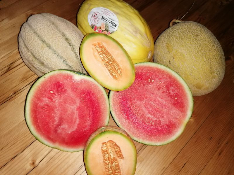 Melonen Vielfalt - Dandlhof - Bauernladen