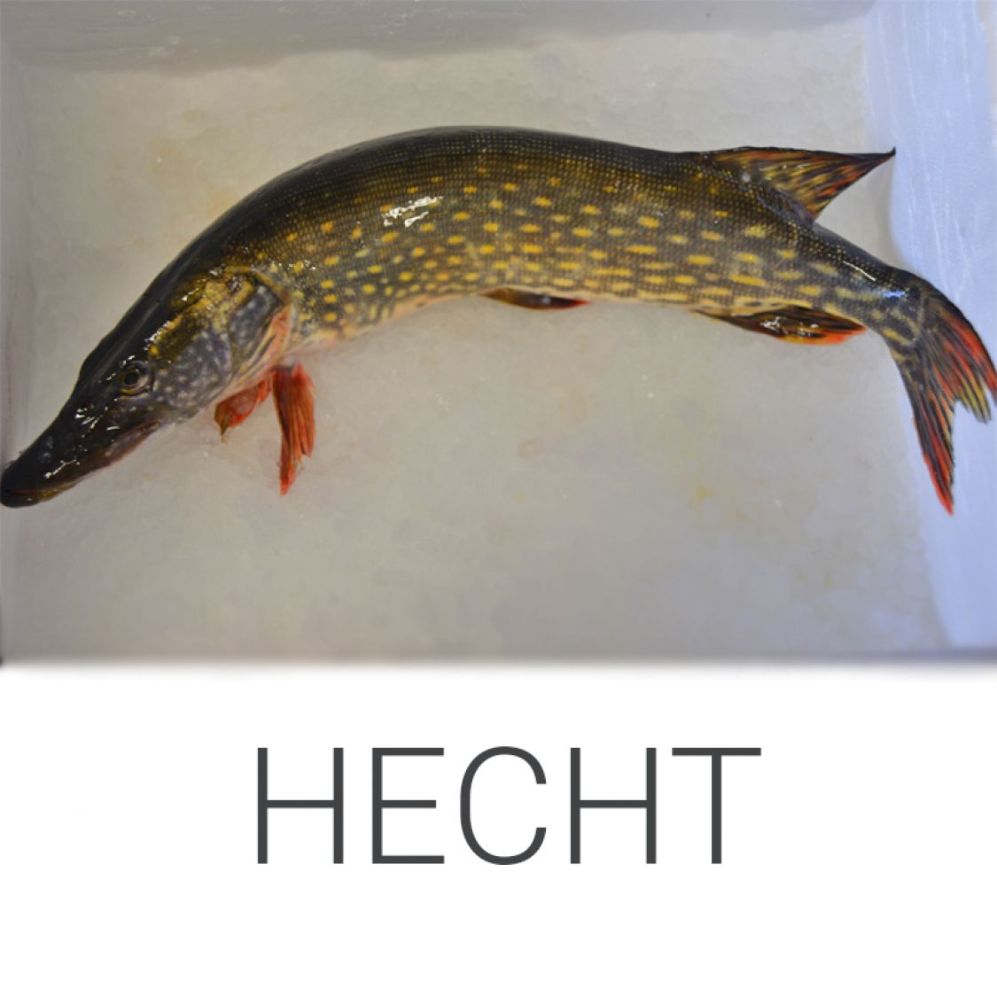 Frischer Hecht im Ganzen - Fischerei Huber - Stefan Huber - Bauernladen