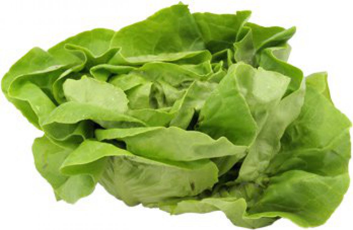 Kopfsalat - ADAMAH BioHof - Bauernladen