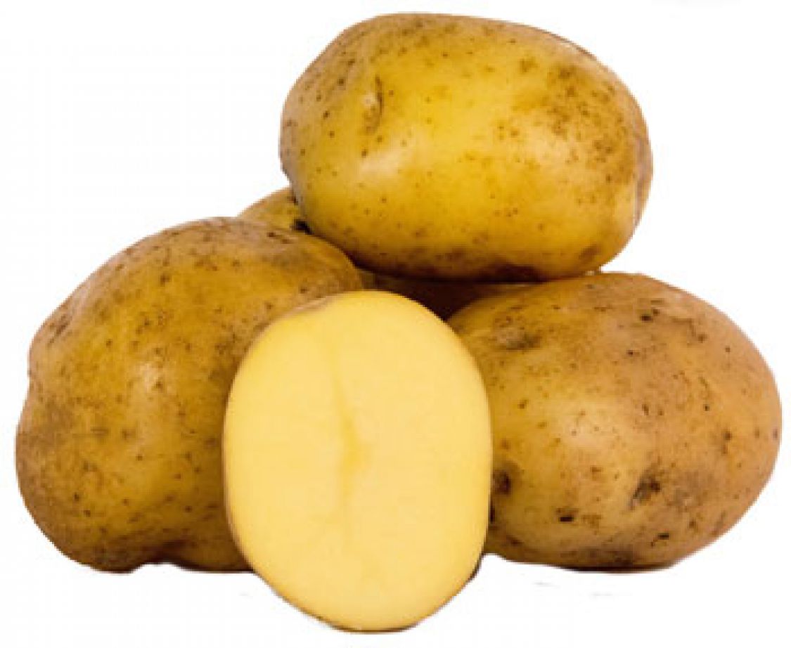 Erdäpfel Agria, mehlig - ADAMAH BioHof - Bauernladen