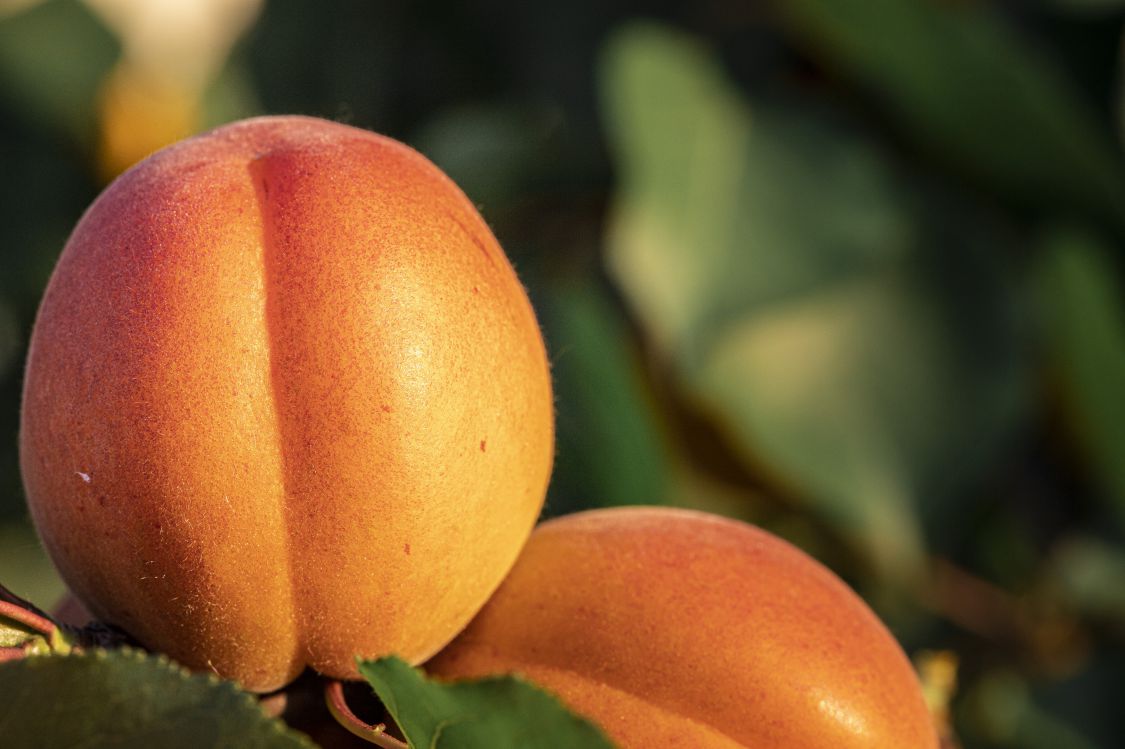 Frische Marillen - Tastl - Wachauer Marillenbauer - Bauernladen