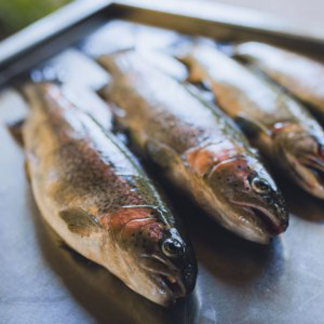 Forelle Fangfrisch - Mike's Farm Fischzucht - Bauernladen